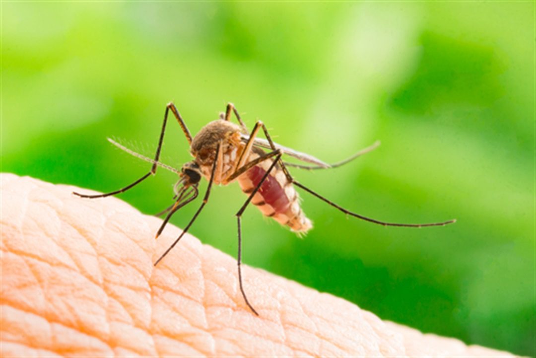 Mosquitoes Breeding In Septic System | What Can Be Done?
